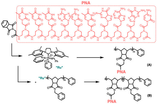 Nucleobase-Containing Polymers: Structure, Synthesis, and Applications