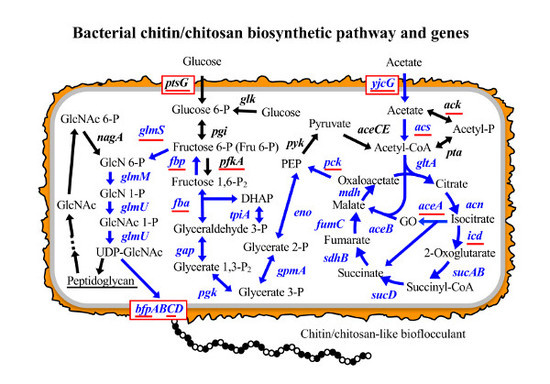 Polymers | Free Full-Text | Biosynthetic Pathway and Genes of Chitin ...