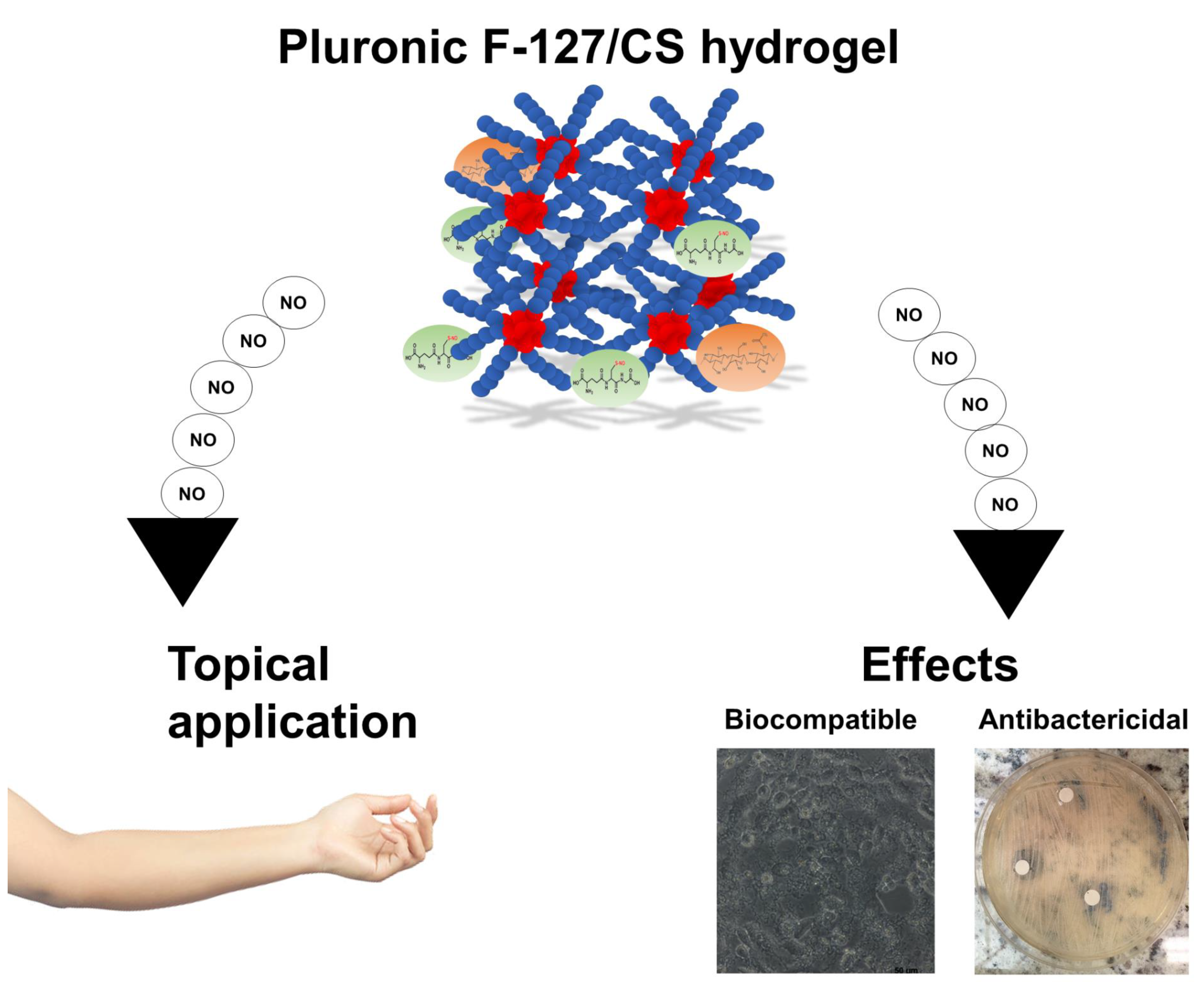 Polymers | Free Full-Text | Biocompatible and Antibacterial Nitric ...