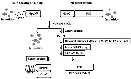 Column-Free Purification Methods for Recombinant Proteins Using Self-Cleaving Aggregating Tags
