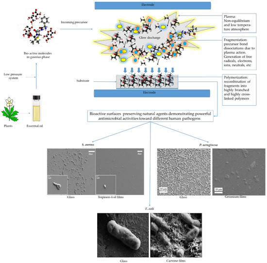 Polymers | Free Full-Text | Plant Secondary Metabolite-Derived Polymers ...