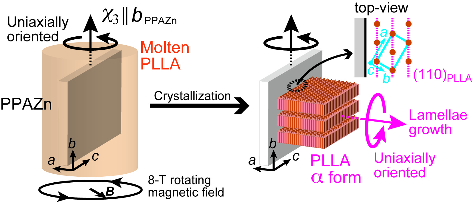 Polymers | Free Full-Text | Crystal Orientation of Poly(l-Lactic Acid ...