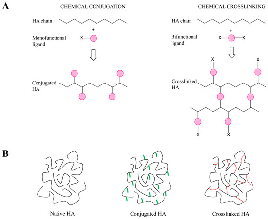 Polymers | Free Full-Text | Hyaluronic Acid in the Third Millennium