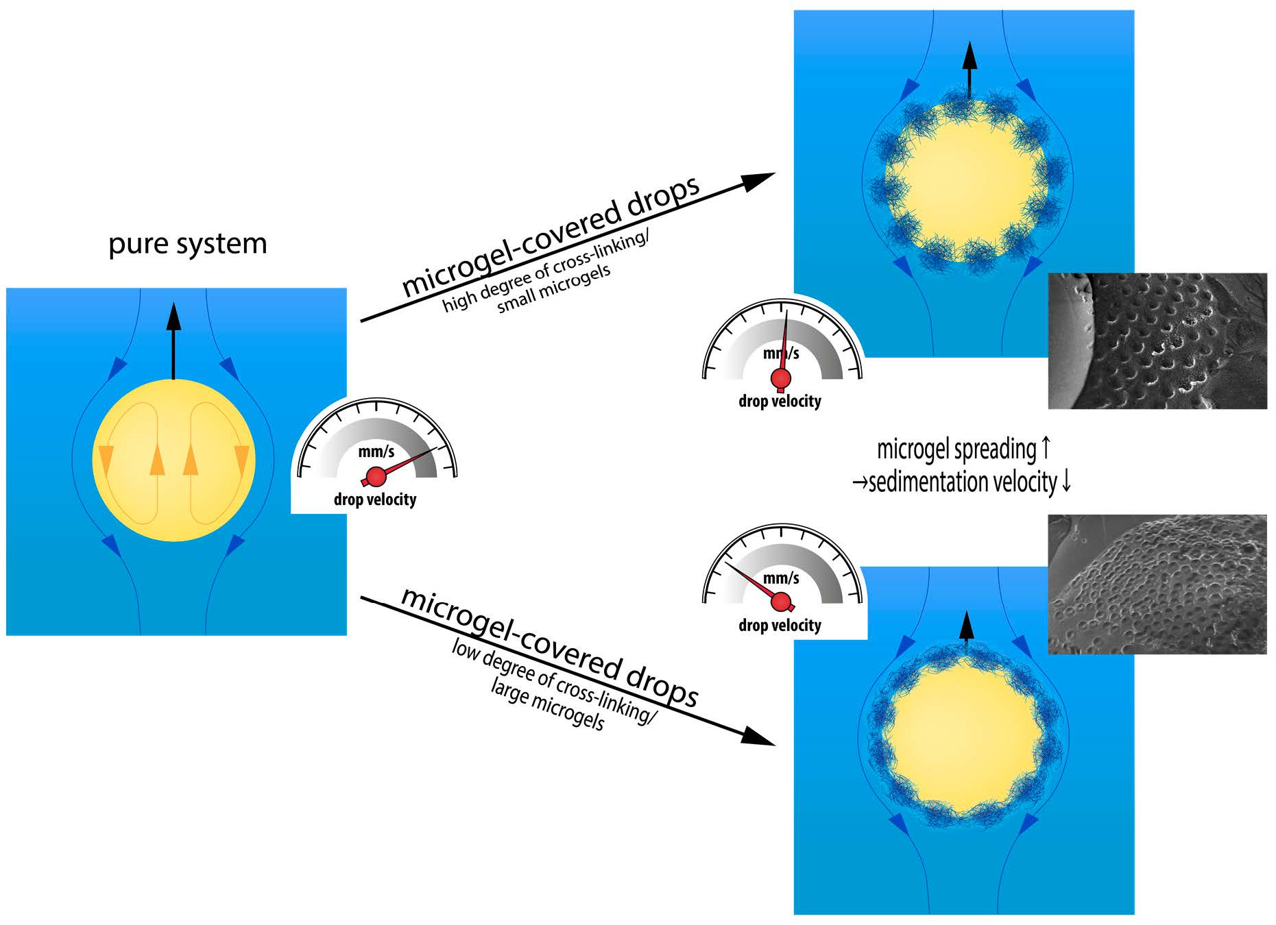 Polymers | Free Full-Text | Fluid Dynamics of Microgel-Covered Drops ...