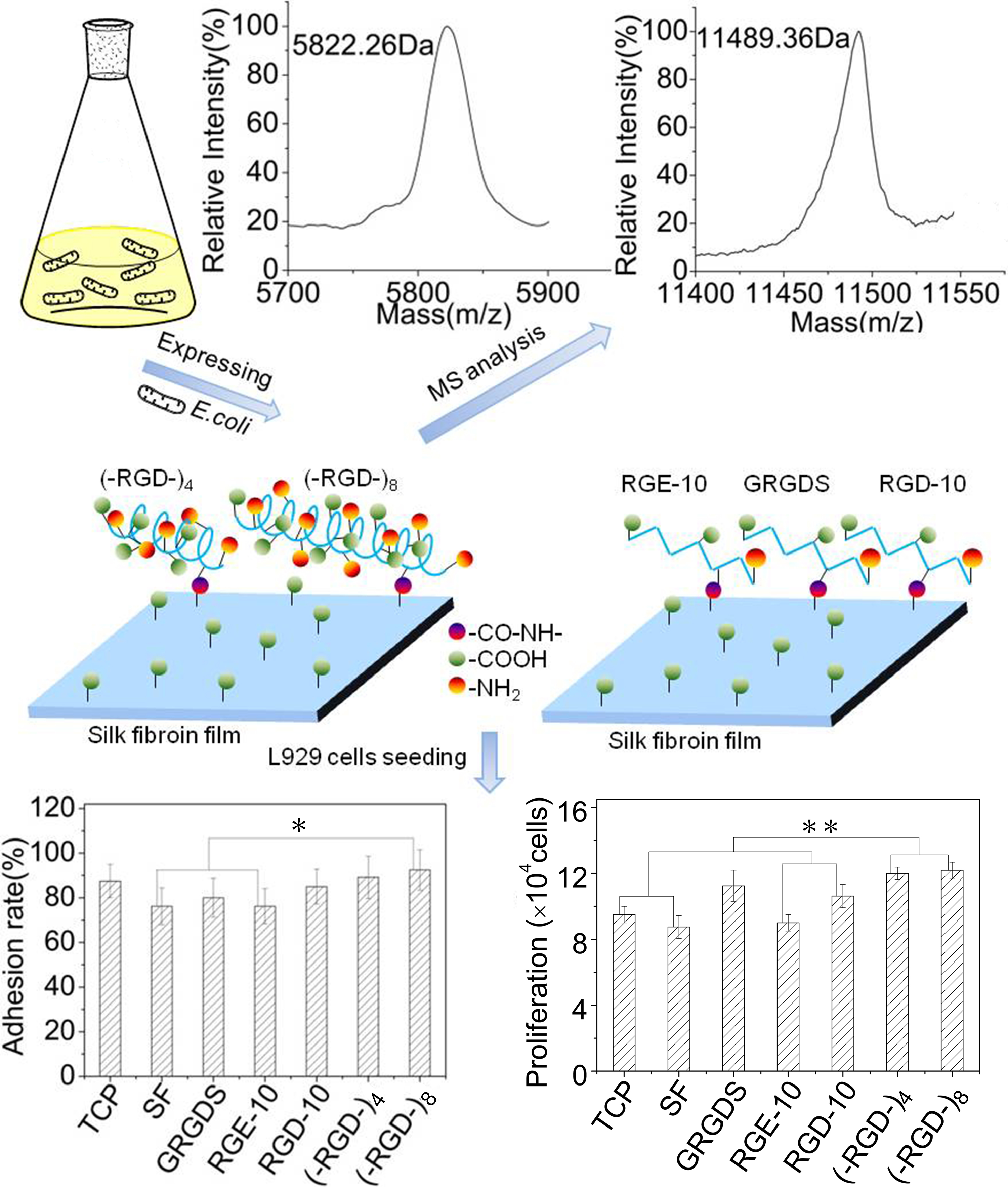 Polymers | Free Full-Text | An RGD-Containing Peptide Derived from Wild ...