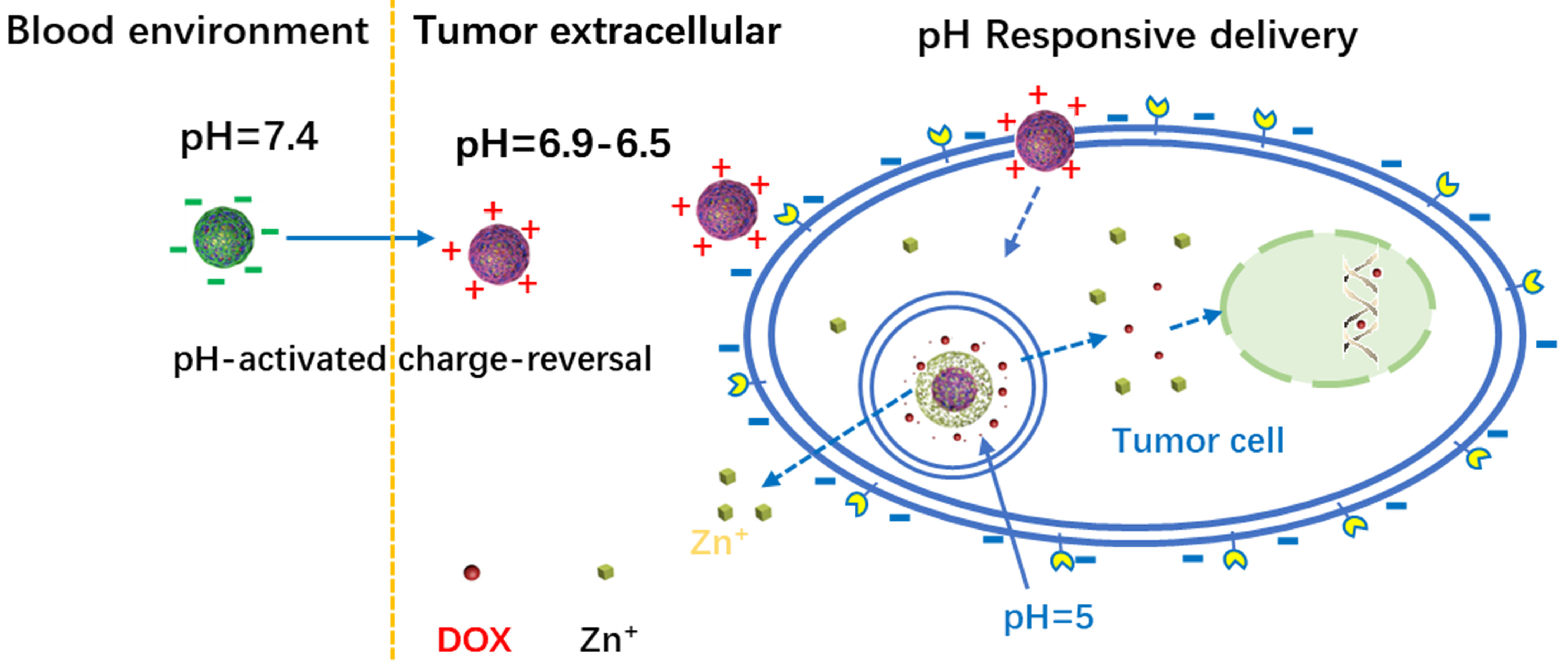 Polymers | Free Full-Text | ZnO Quantum Dots Modified by pH-Activated Charge-Reversal Polymer ...