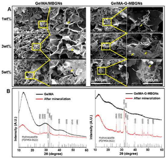 Synthesis and Properties of Gelatin Methacryloyl (GelMA) Hydrogels and ...