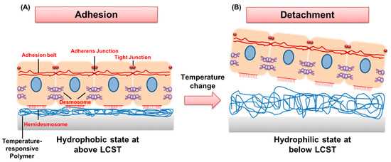Recent Advances in Engineered Stem Cell-Derived Cell Sheets for Tissue ...