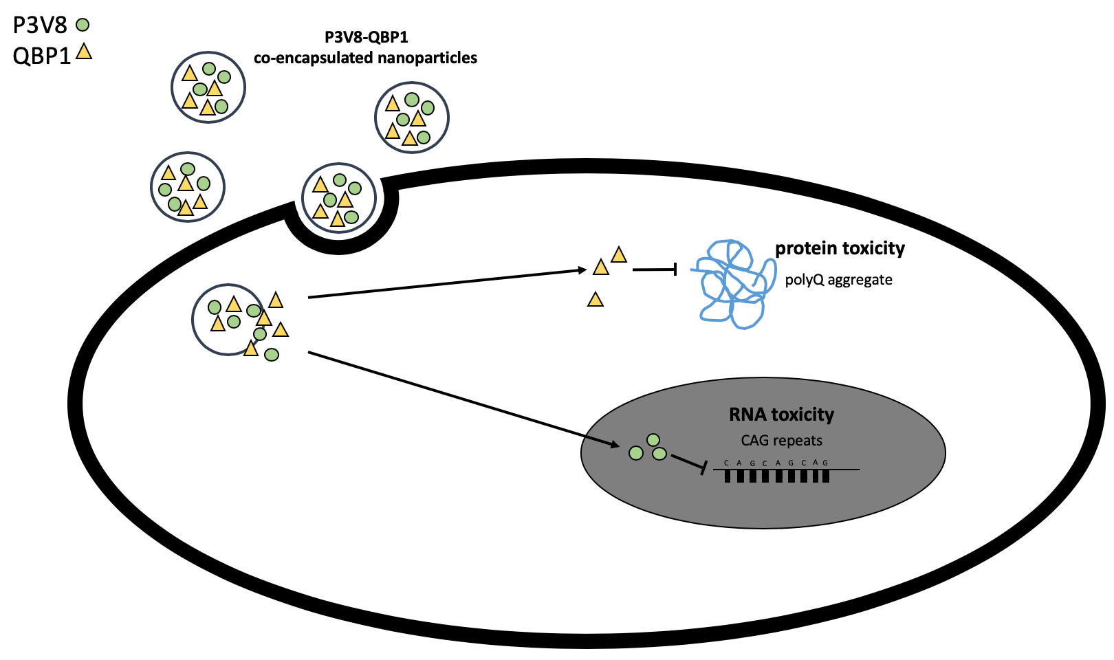 Polymers | Free Full-Text | Co-Encapsulation and Co-Delivery of Peptide ...