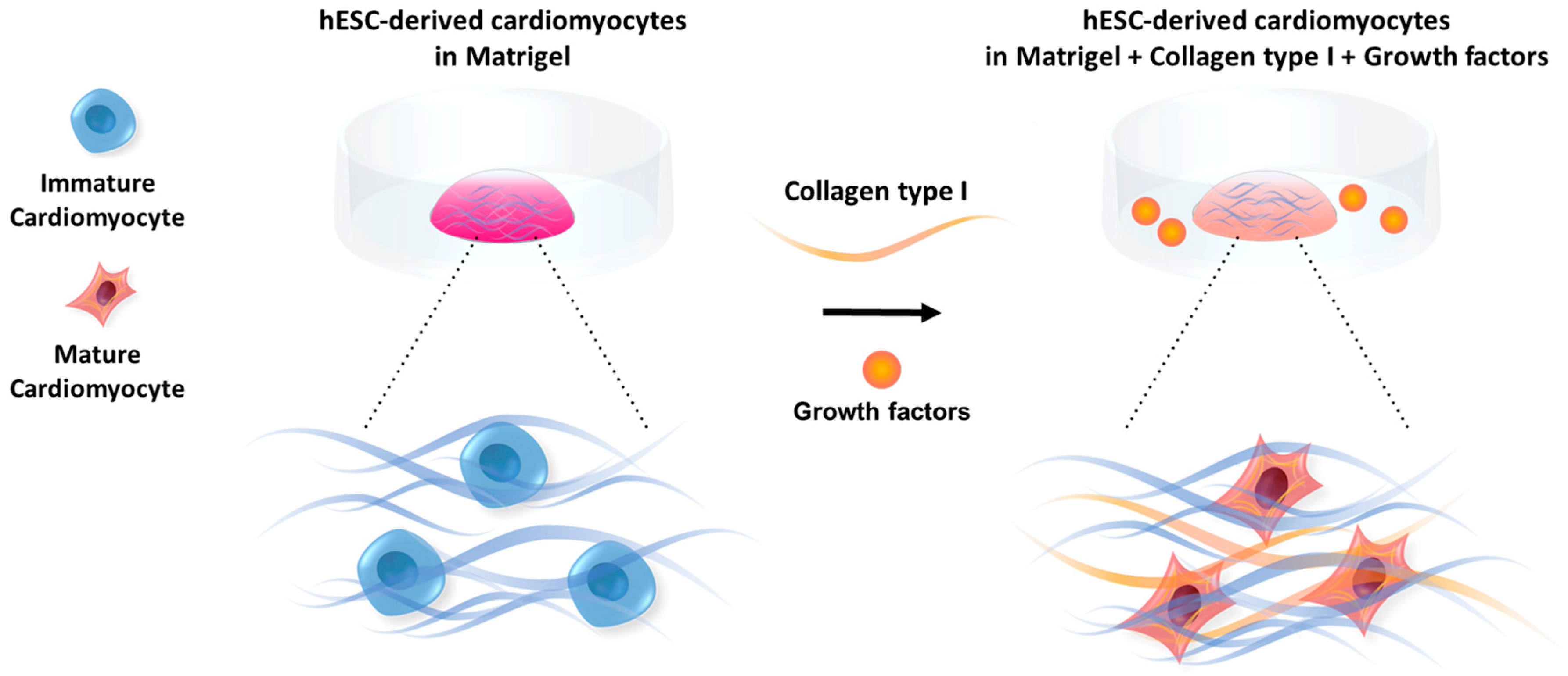 Collagen Type I Containing Hybrid Hydrogel Enhances Cardiomyocyte ...