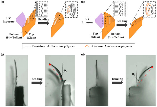 Surface-Controlled Molecular Self-Alignment in Polymer Actuators for ...