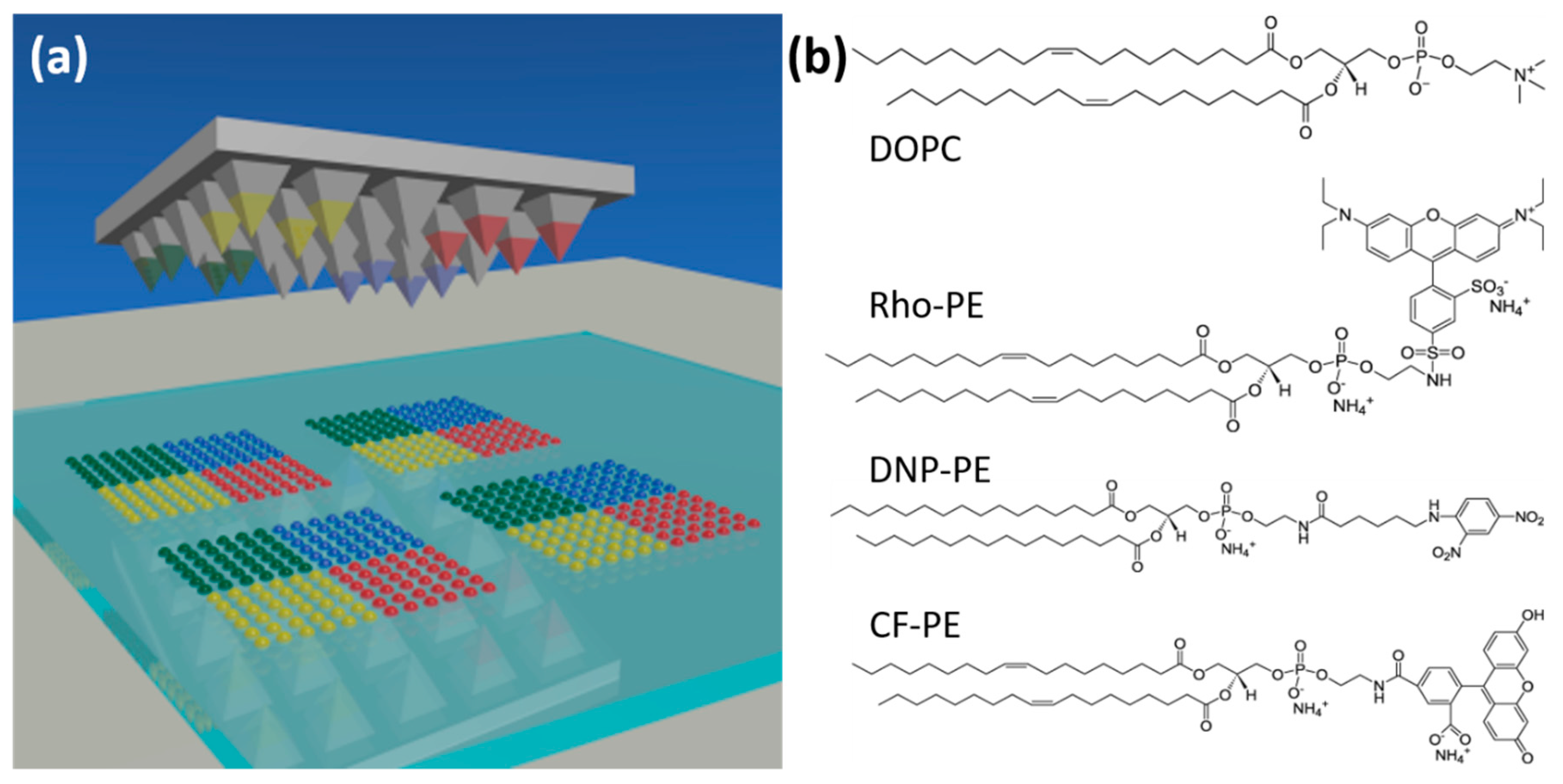 Writing Behavior of Phospholipids in Polymer Pen Lithography (PPL) for ...
