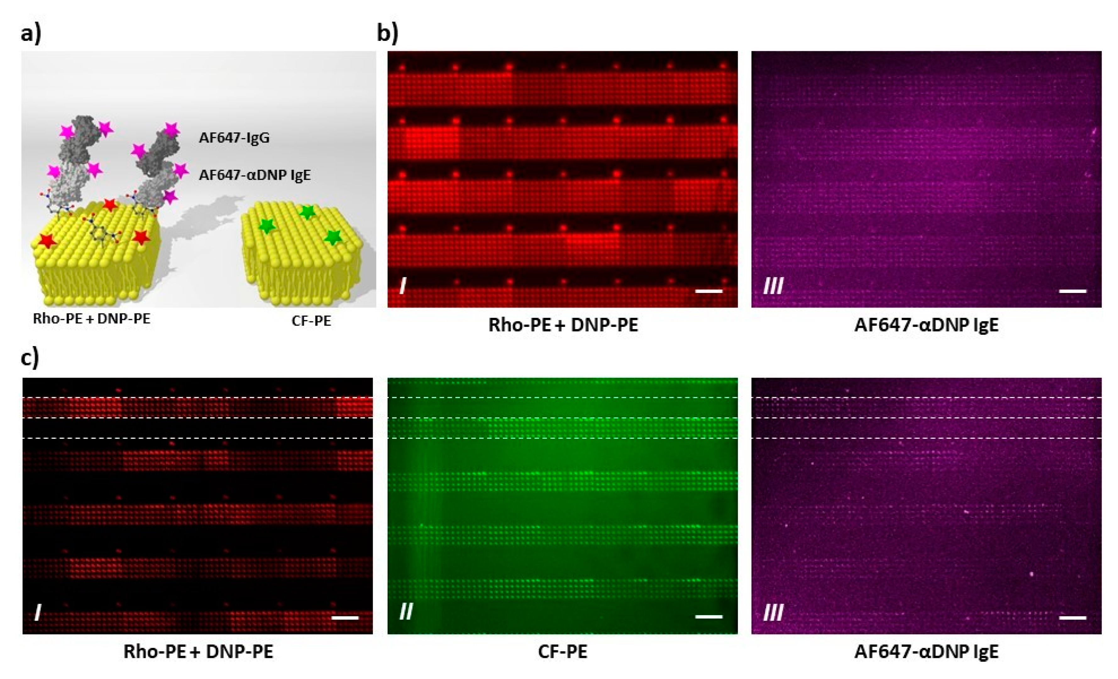 Writing Behavior of Phospholipids in Polymer Pen Lithography (PPL) for ...
