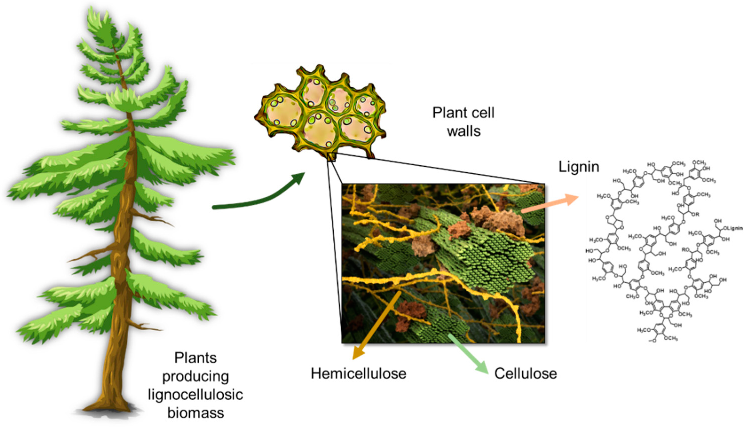 Lignin Structure In Plant Lignin Structure In Plant