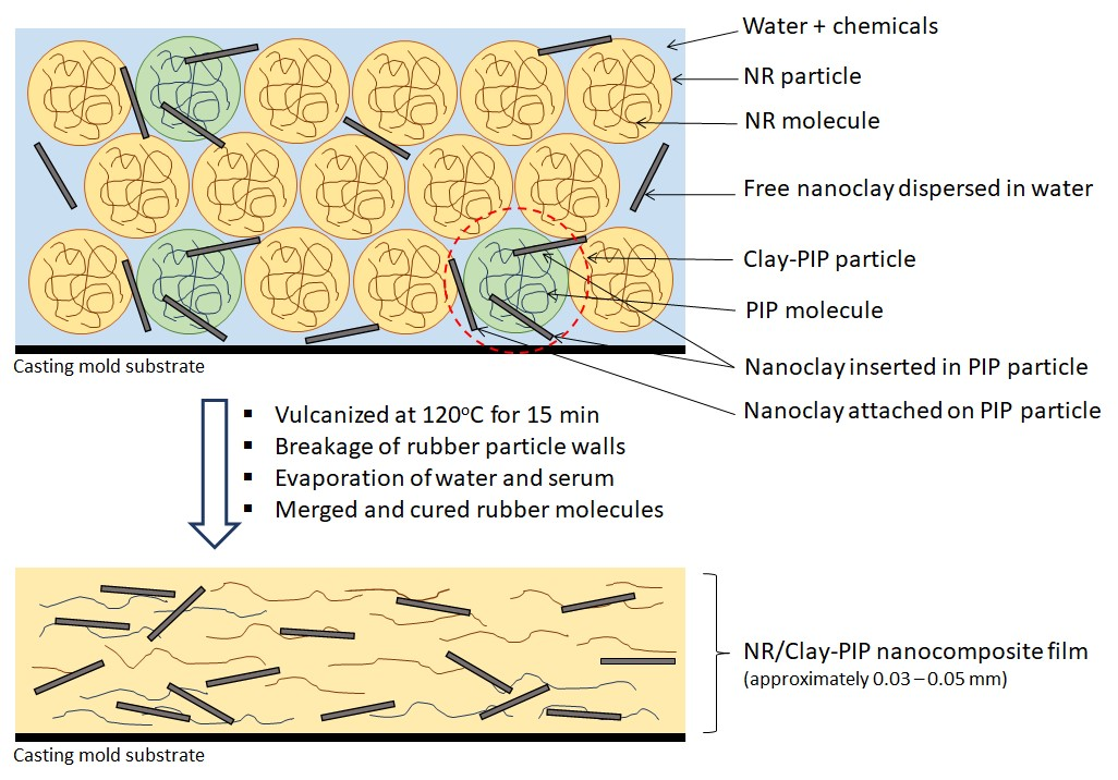 Polymers | Free Full-Text | In Situ Modification of Polyisoprene by ...