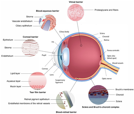 Advances in Biodegradable Nano-Sized Polymer-Based Ocular Drug Delivery