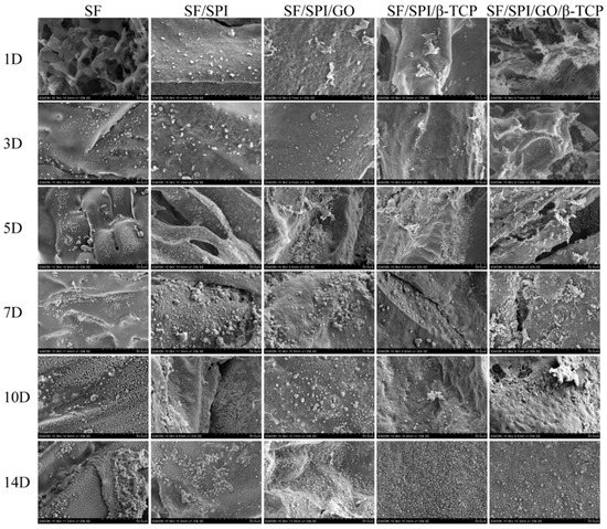 Polymers | Special Issue : Biodegradable Polymer Scaffolds for Tissue ...