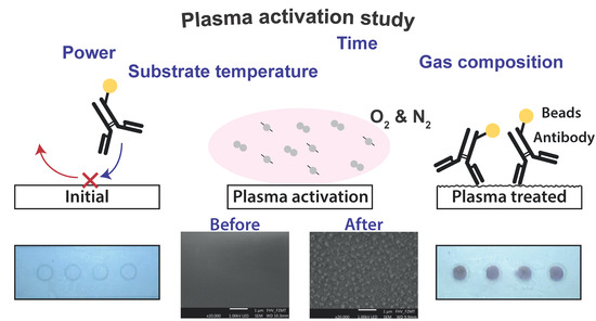Polymers | Free Full-Text | Enhanced Protein Immobilization on Polymers ...