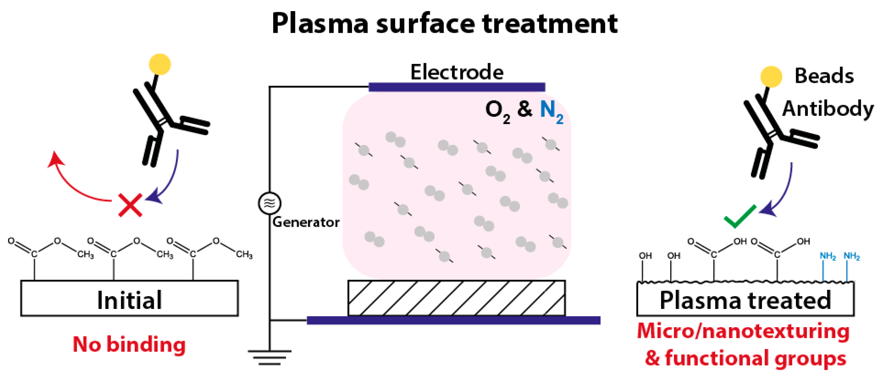 Polymers Free Full Text Enhanced Protein Immobilization On Polymers