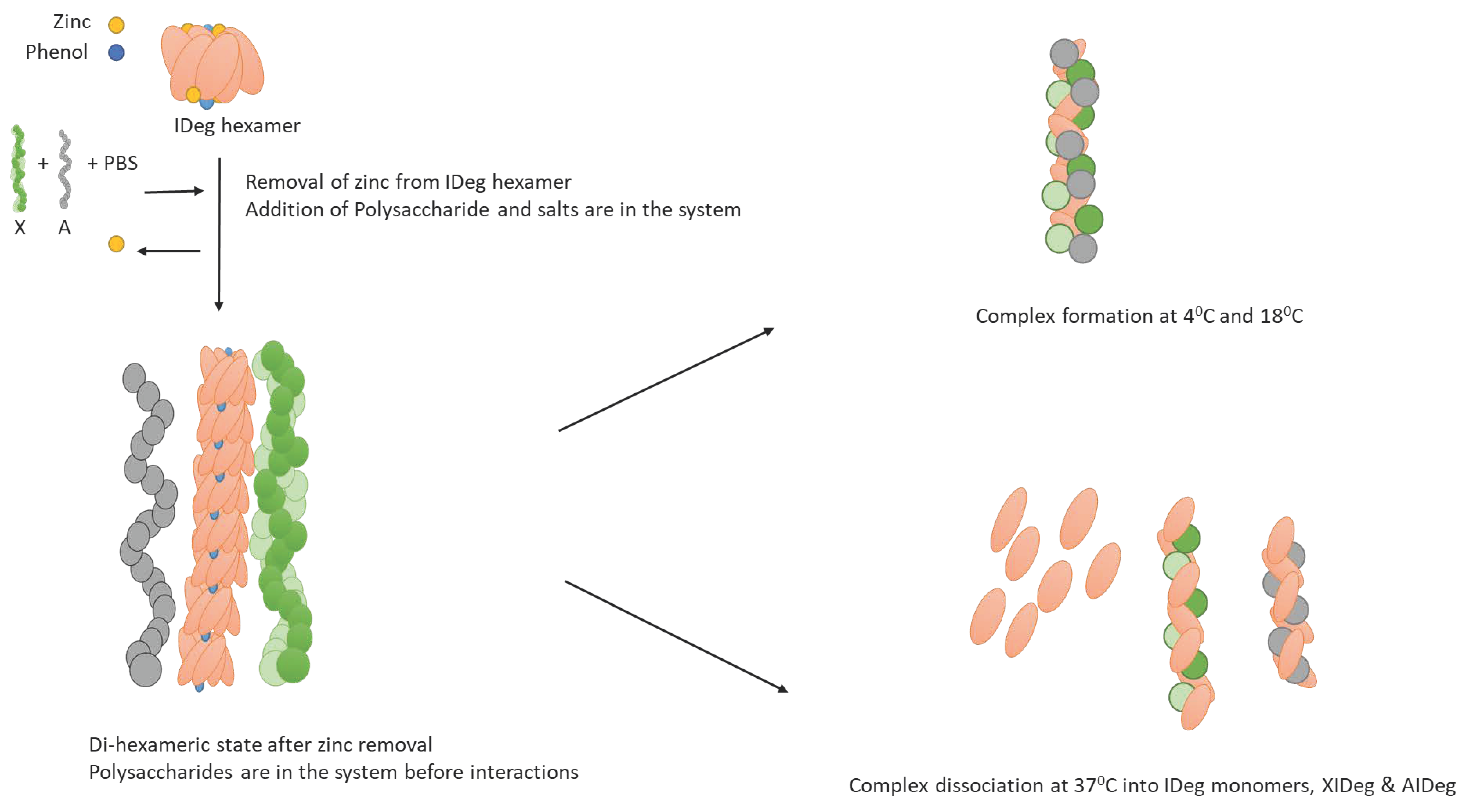 Polymers | Free Full-Text | Clinically Relevant Insulin Degludec and ...