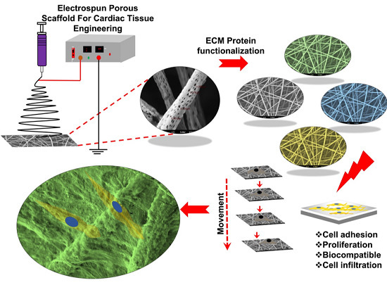 Polymers | Free Full-Text | ECM Mimetic Electrospun Porous Poly (L-lactic acid) (PLLA) Scaffolds ...