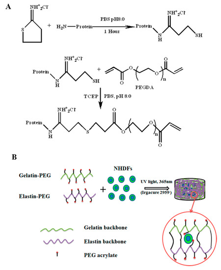 Inclusion of Cross-Linked Elastin in Gelatin/PEG Hydrogels Favourably ...