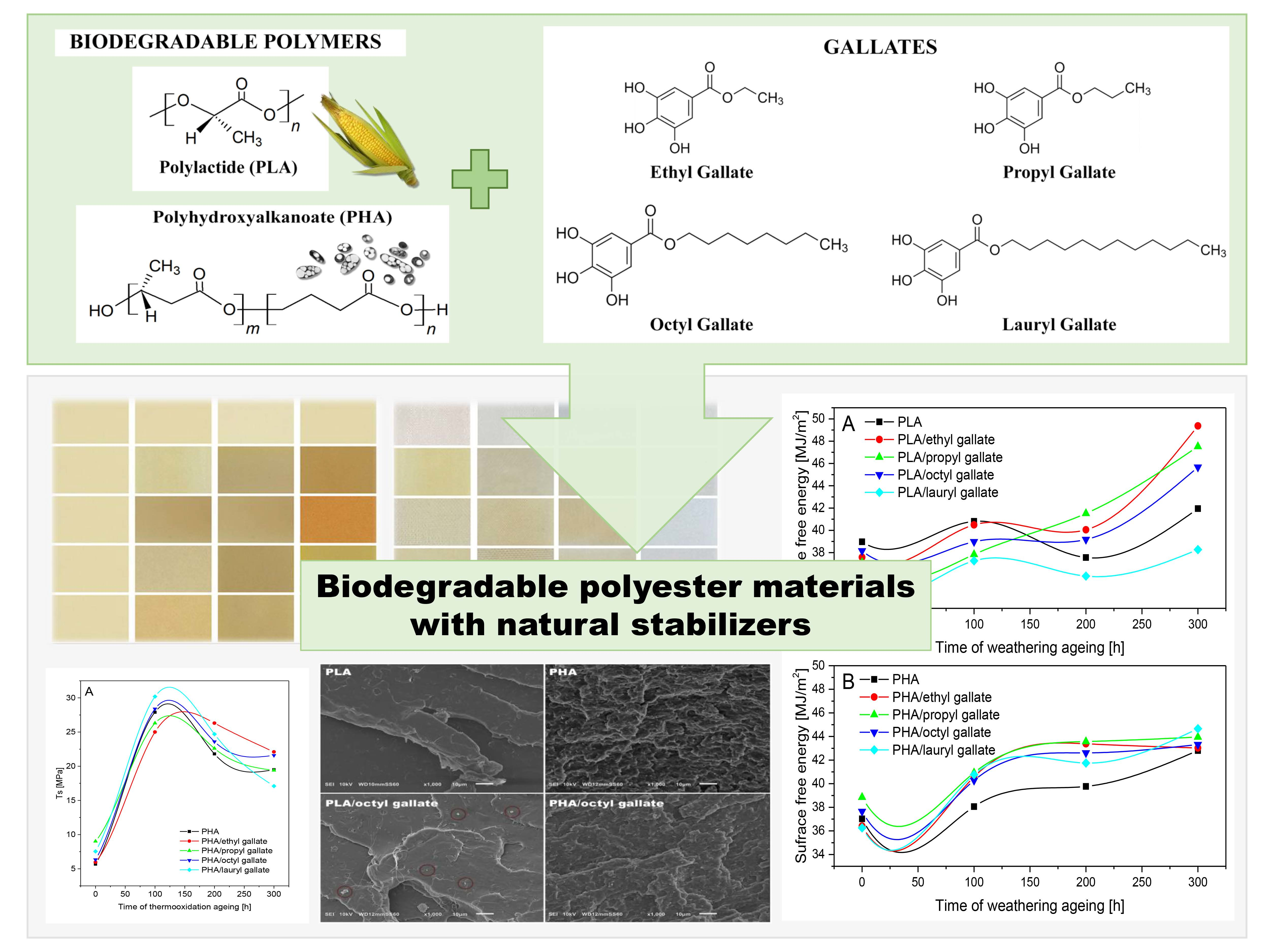 Polymers | Free Full-Text | Biodegradable Polyester Materials ...