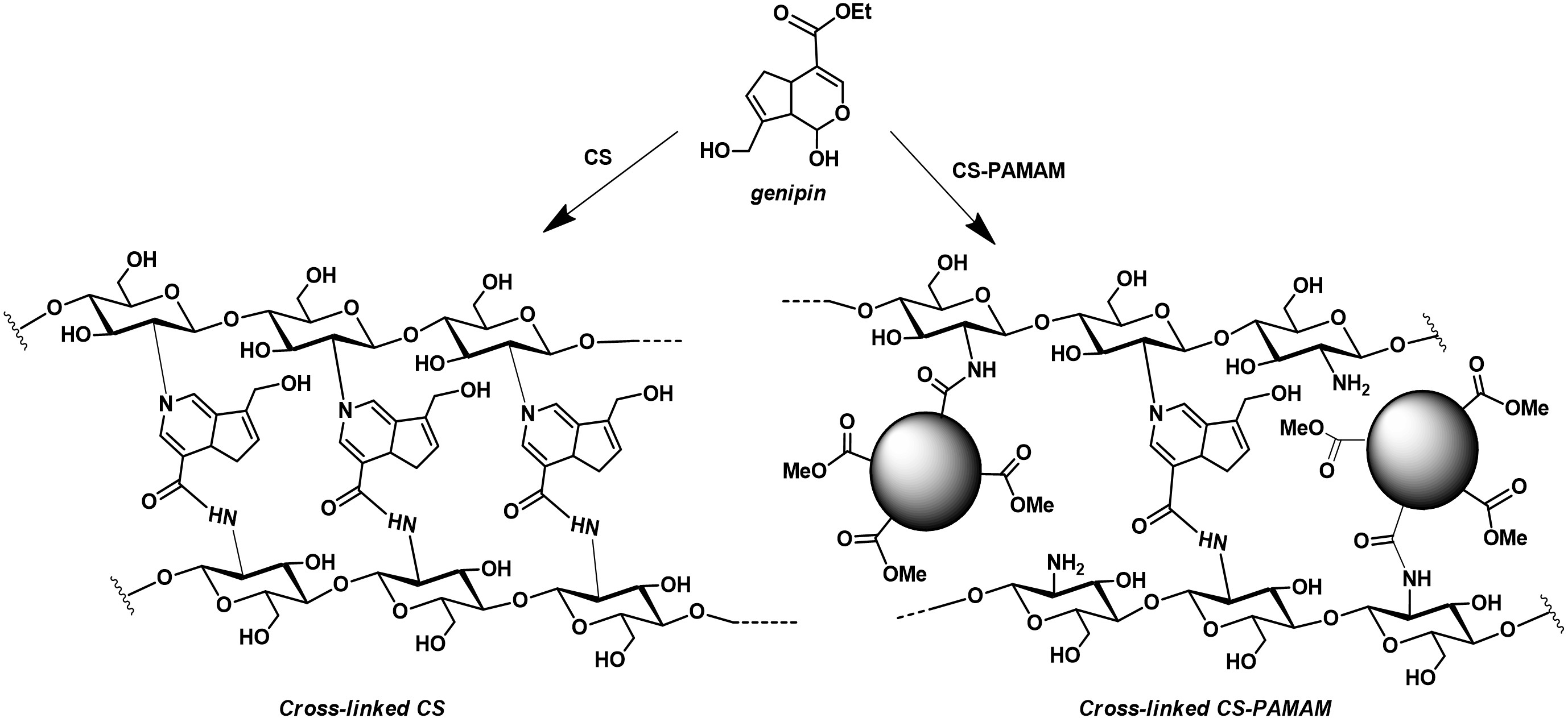 Polymers | Free Full-Text | Chitosan/PAMAM/Hydroxyapatite Engineered ...