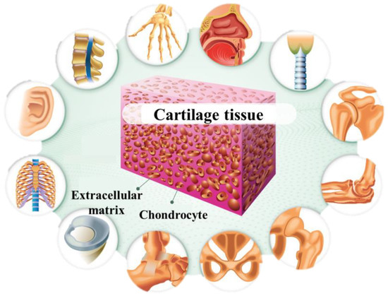 Agarose-Based Biomaterials: Opportunities and Challenges in Cartilage ...