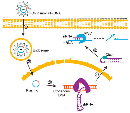 Polymers | Free Full-Text | Chitosan-Based Drug Delivery System ...