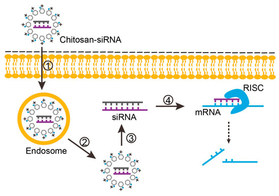 Polymers | Free Full-Text | Chitosan-Based Drug Delivery System: Applications in Fish Biotechnology