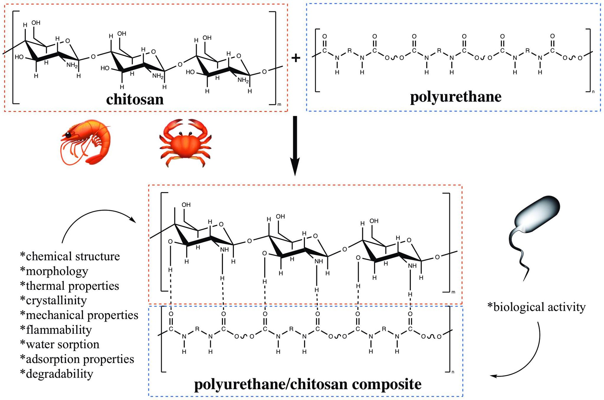 Polymers | Free Full-Text | The Effect of Chitosan on the Chemical ...