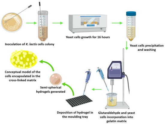 Formulation and Characterization of Gelatin-Based Hydrogels for the Encapsulation of ...