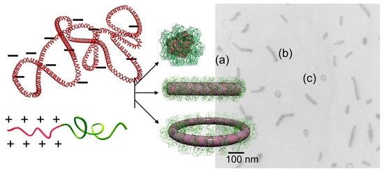 Structural Polymorphism of Single pDNA Condensates Elicited by Cationic ...