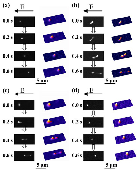 Marked Difference in the Conformational Transition of DNA Caused by ...