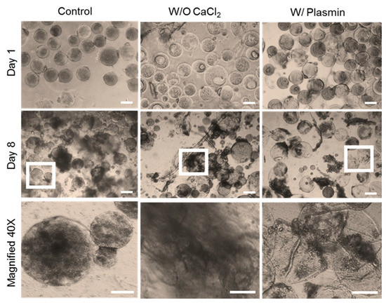 Micro-Clotting of Platelet-Rich Plasma Upon Loading in Hydrogel ...