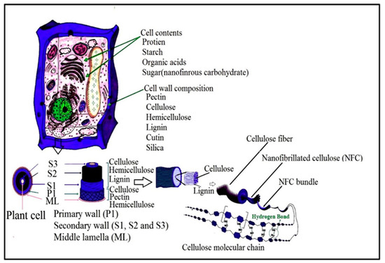 A Review on Plant Cellulose Nanofibre-Based Aerogels for Biomedical ...