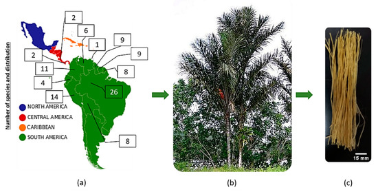 Tucum Fiber from Amazon Astrocaryum vulgare Palm Tree: Novel ...