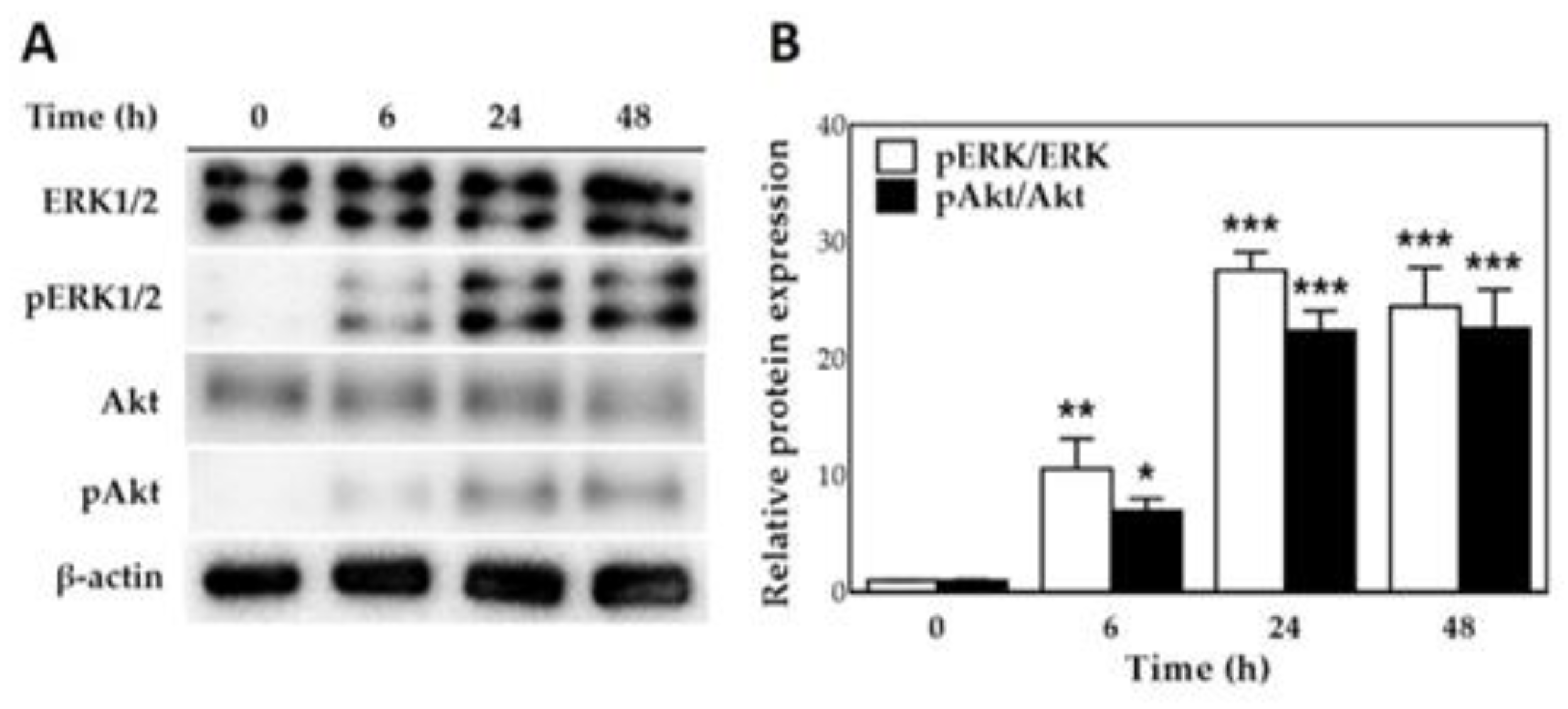 Polysaccharide Extracted from Bletilla striata Promotes Proliferation ...