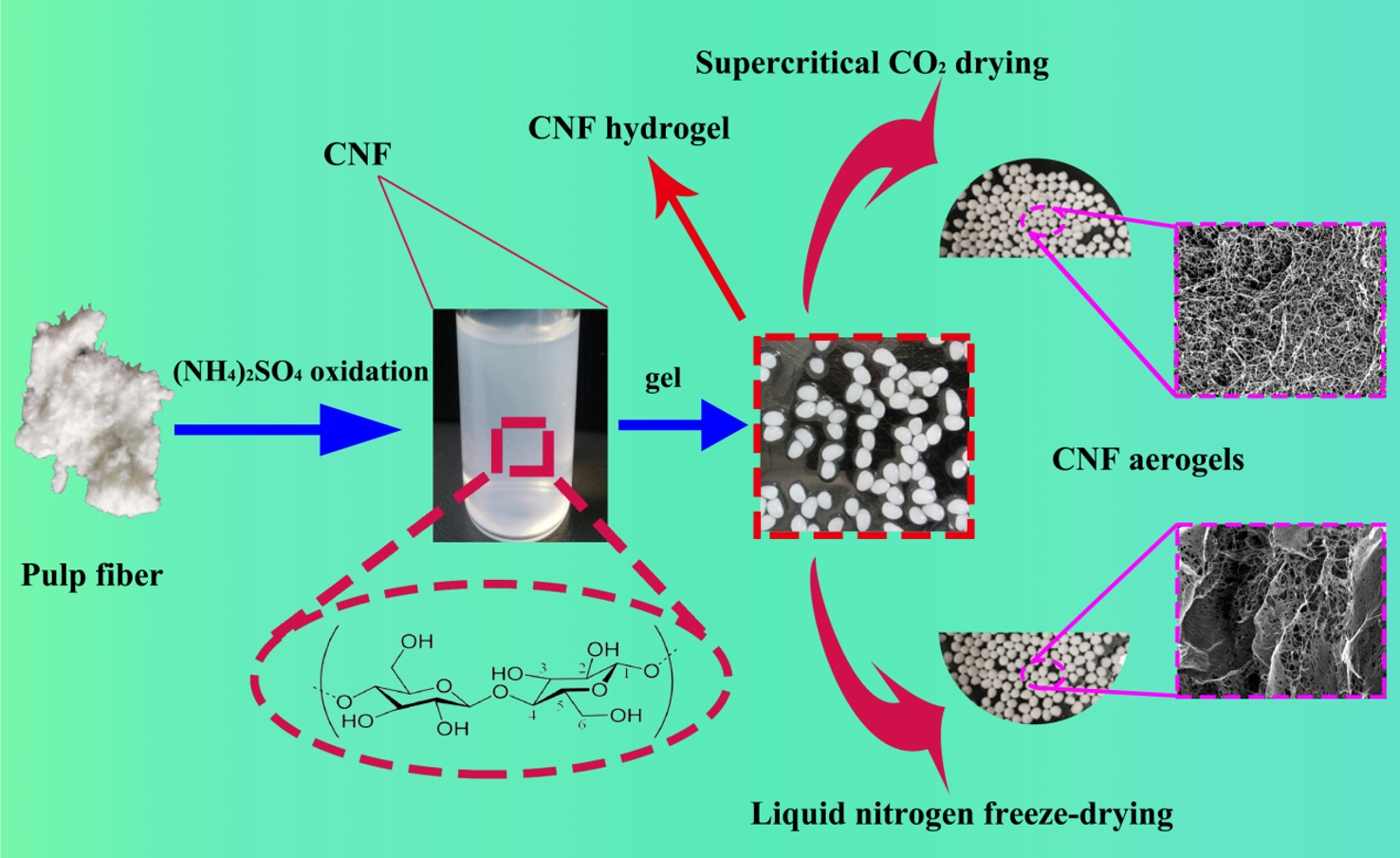 Polymers | Free Full-Text | Fabrication and Characterization of Cellulose Nanofiber Aerogels ...