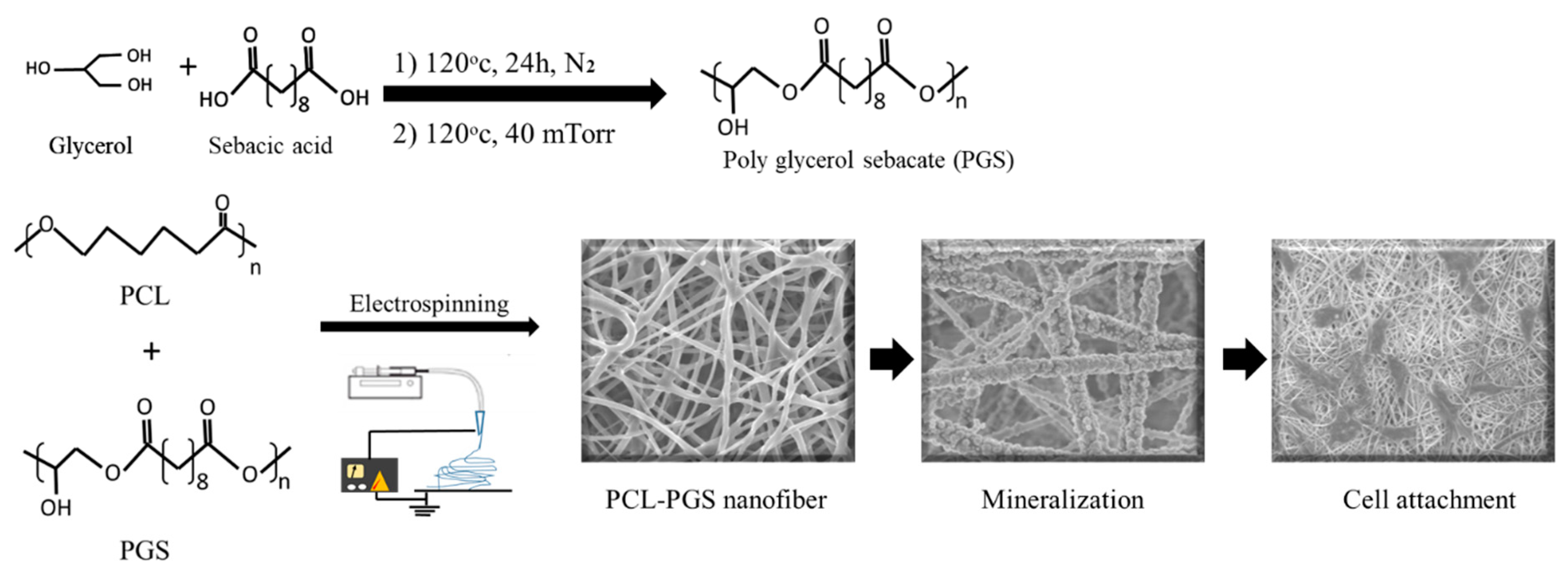 Poly(ε-Caprolactone)/Poly(Glycerol Sebacate) Composite Nanofibers Incorporating Hydroxyapatite ...