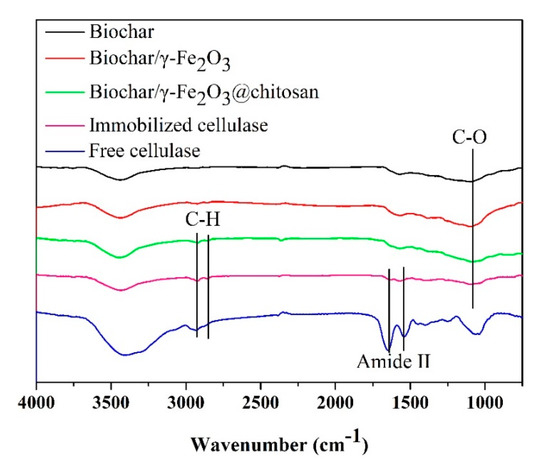 Preparation of Chitosan/Magnetic Porous Biochar as Support for ...