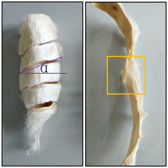 Structure and Functions of Cocoons Constructed by Eri Silkworm
