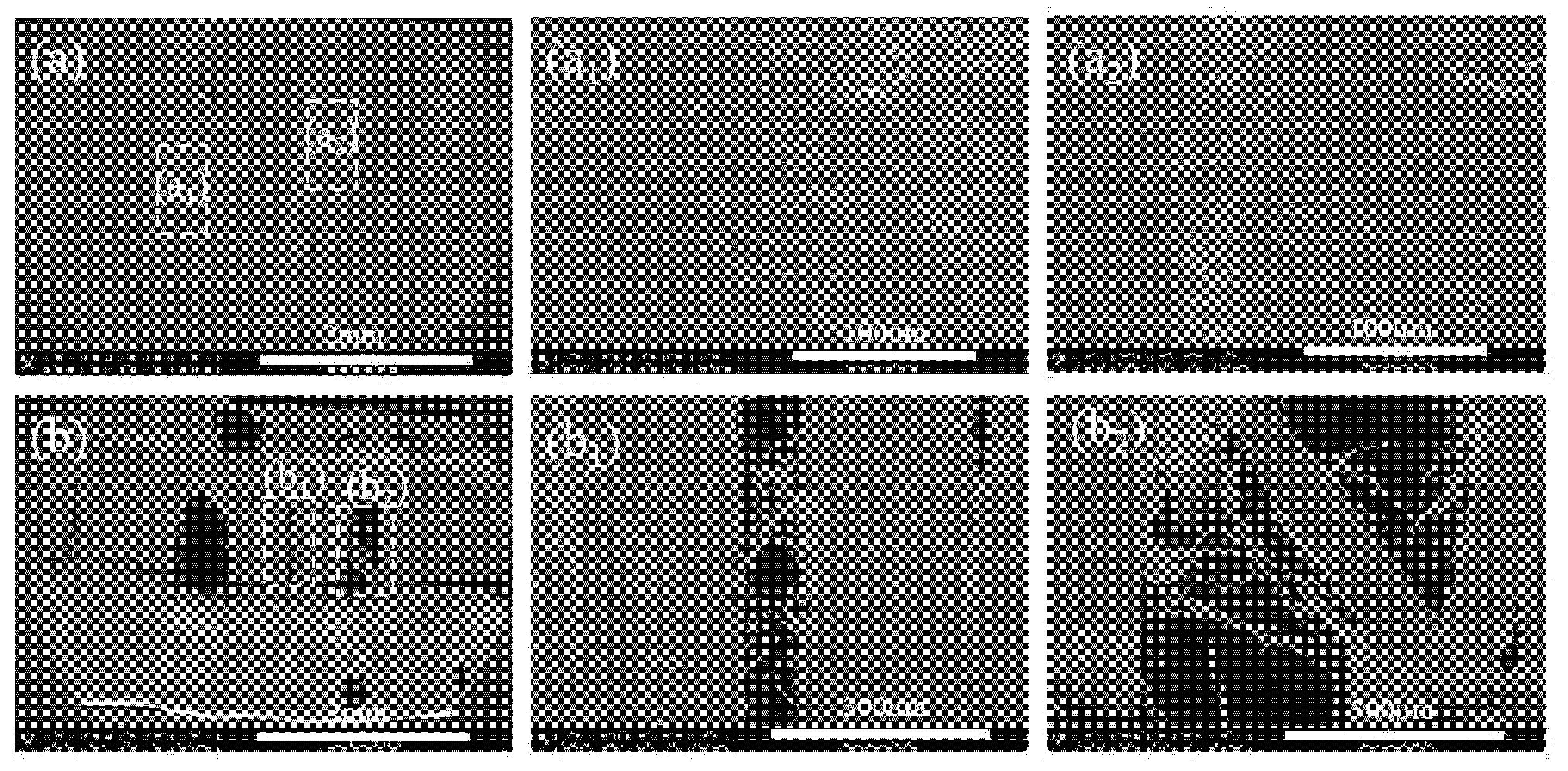 Unique Slow Crack Growth Behavior of Isotactic Polypropylene: The Role ...