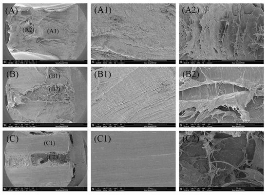 Unique Slow Crack Growth Behavior of Isotactic Polypropylene: The Role ...
