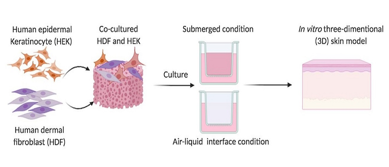 Polymers | Free Full-Text | Preliminary Study of In Vitro Three ...