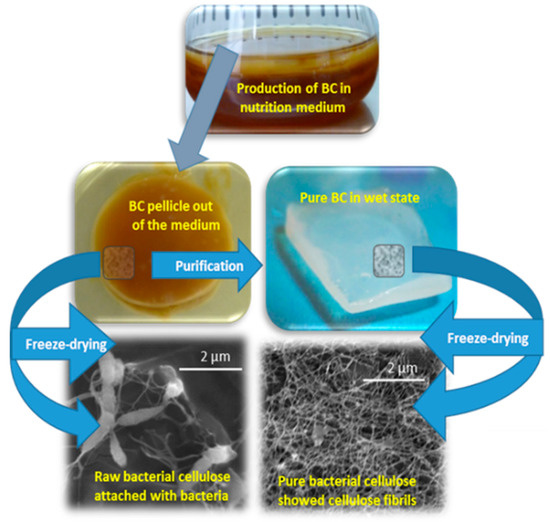Polymer Based Bioadhesive Biomaterials for Medical Application—A ...