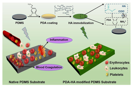 Biopolymer Coatings for Biomedical Applications