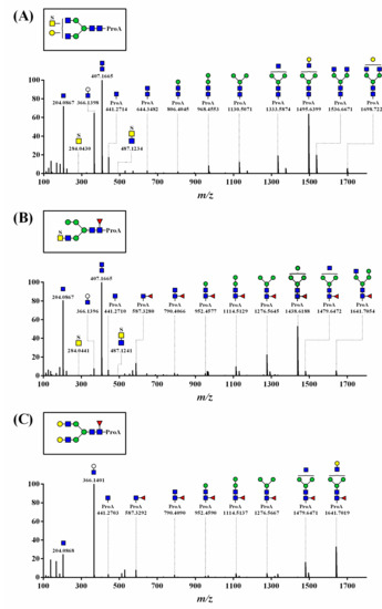 N-Glycan Modifications with Negative Charge in a Natural Polymer Mucin ...