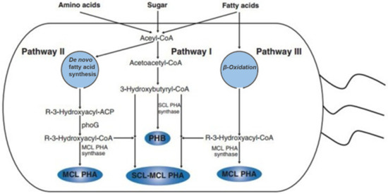 Polyhydroxyalkanoates (PHAs): Biopolymers for Biofuel and Biorefineries